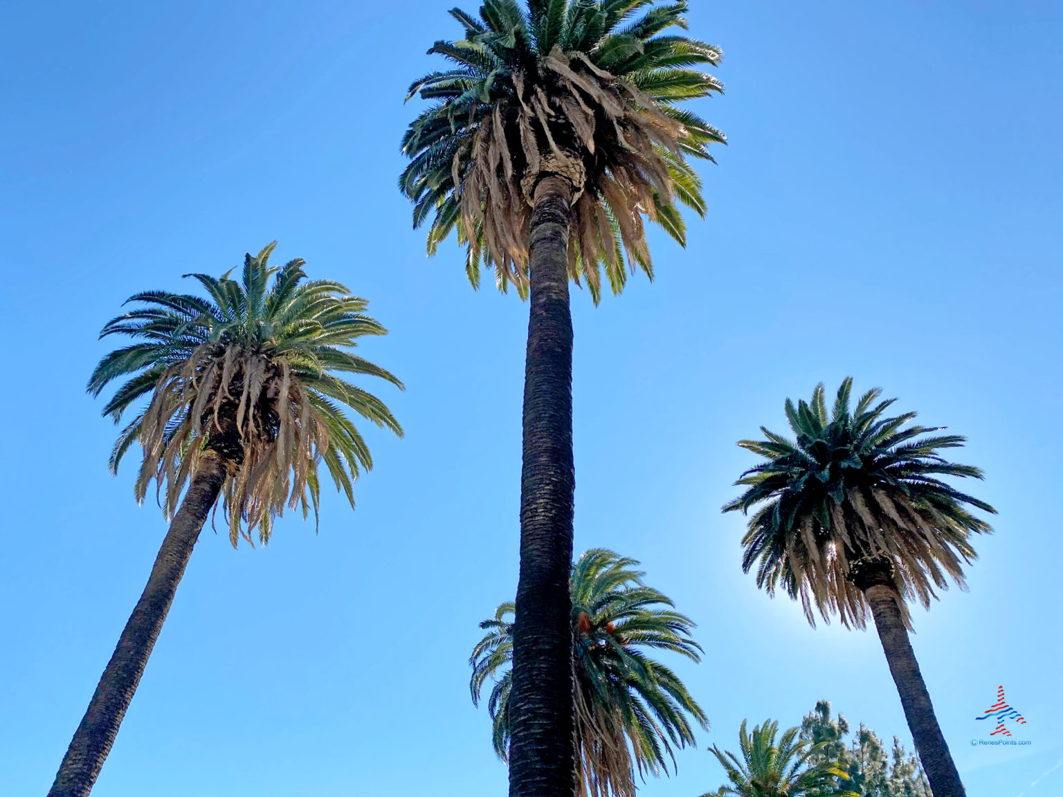 Los-Angeles-Palm-Trees - Eye of the Flyer