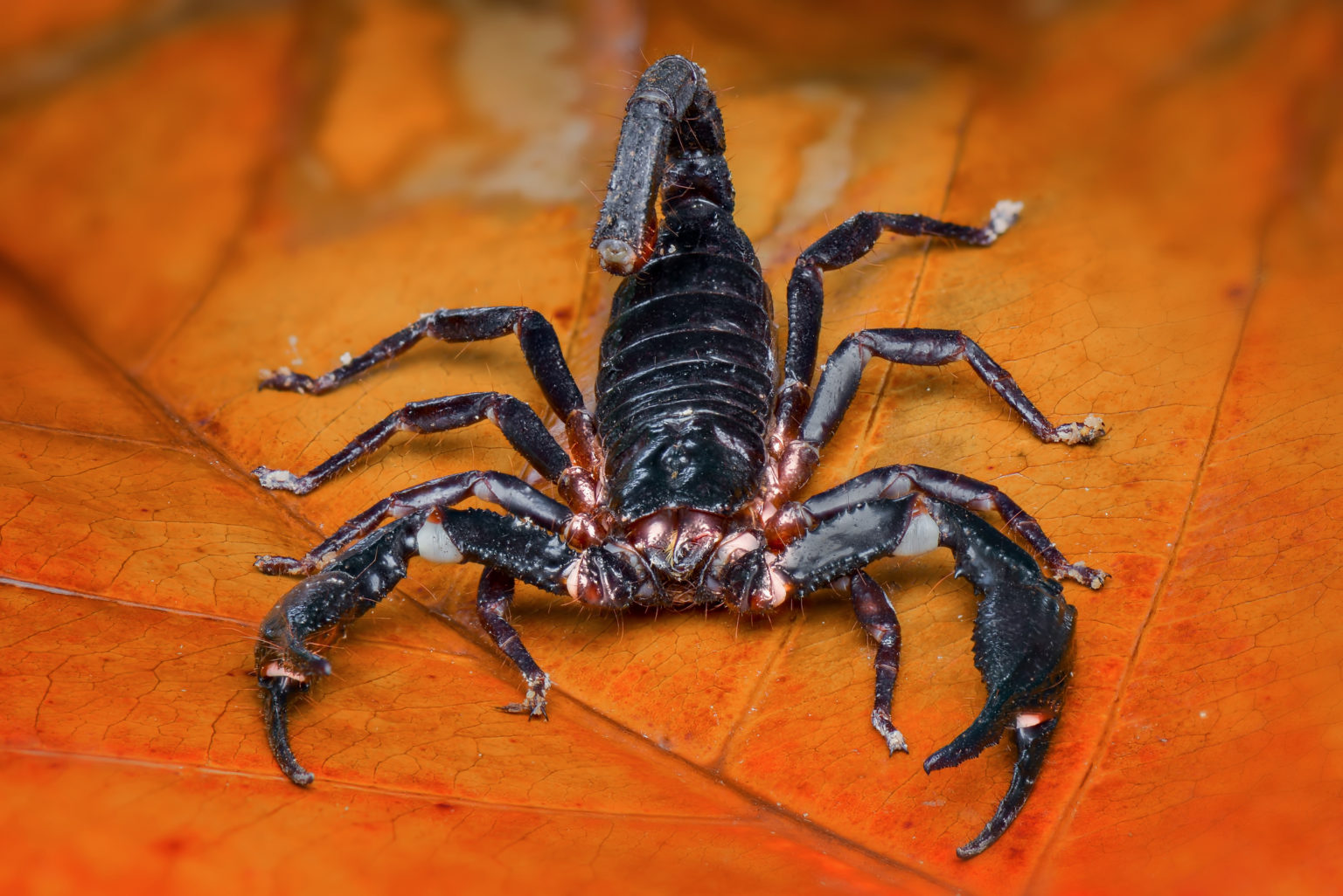 Asian Forest scorpion on a leaf in tropical garden - Eye of the Flyer