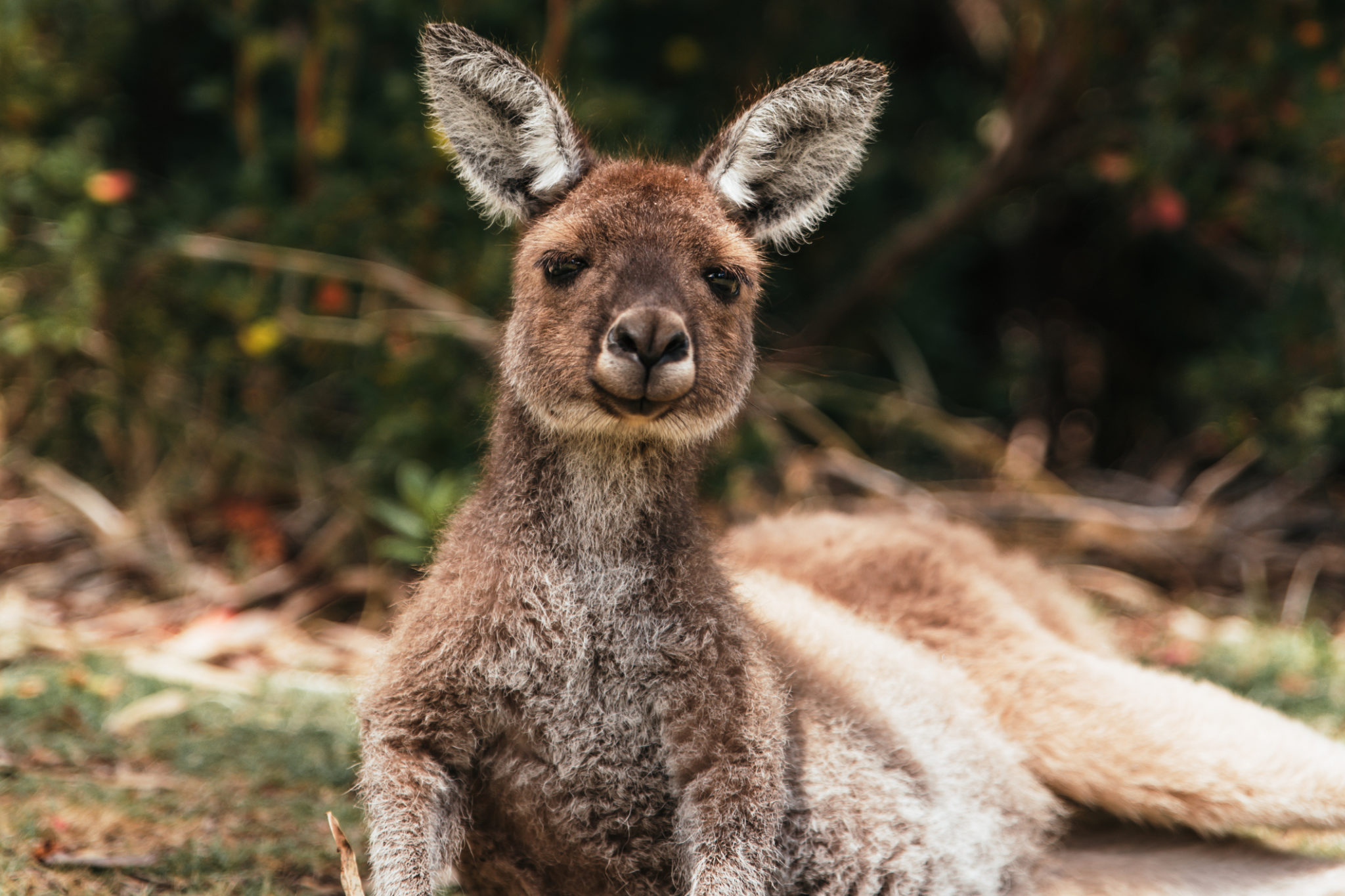 WATCH: A Baby Kangaroo Hops Onto a Flight! - Eye of the Flyer